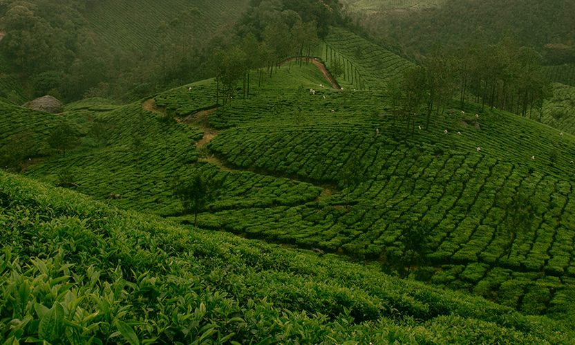 What are the Chemical Components in Tea? | Seven TeaHouse – Seven Teahouse